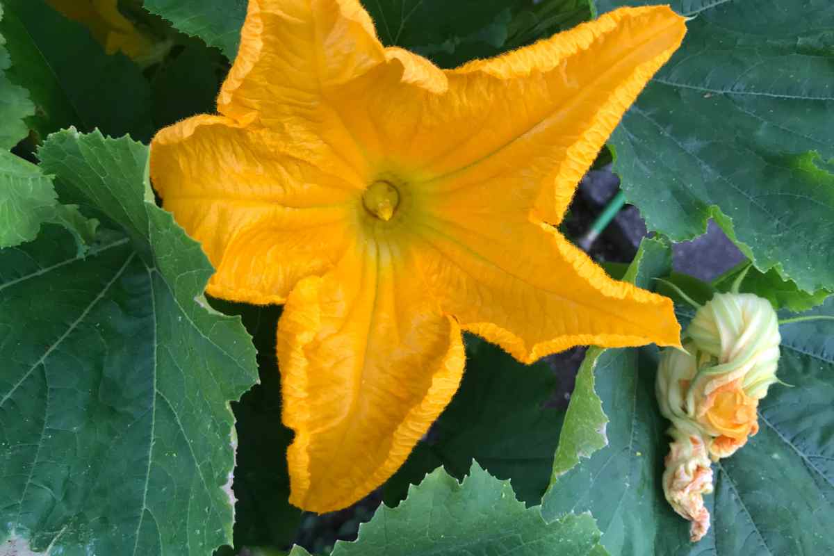 Hand Pollinate Squash Flower Easily