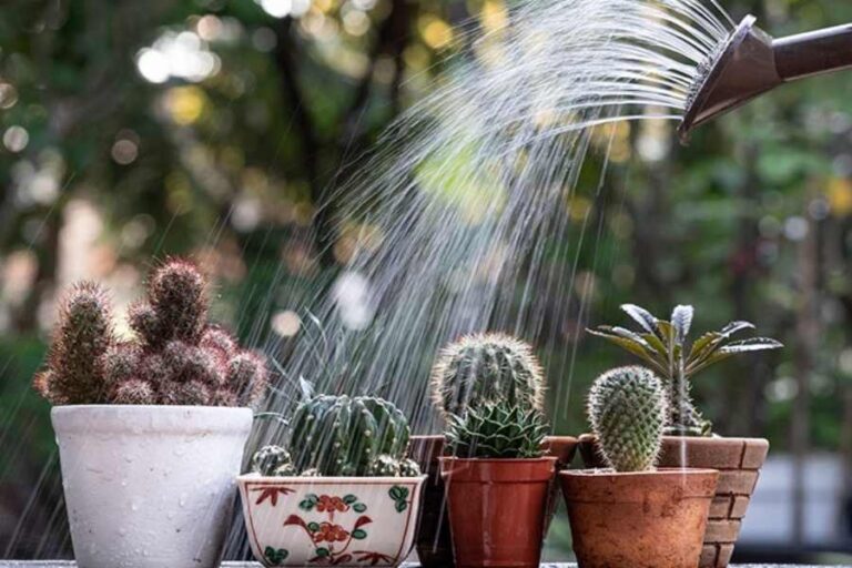 Tips for Watering and Caring for Your Cactus