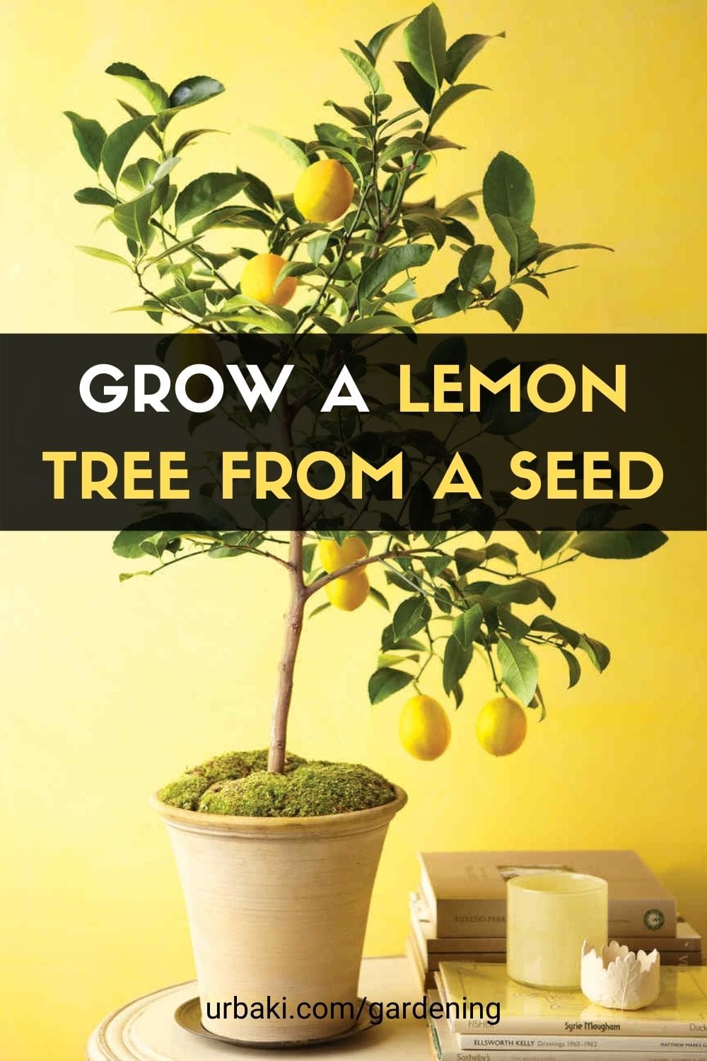 Grow A LEMON TREE From A SEED