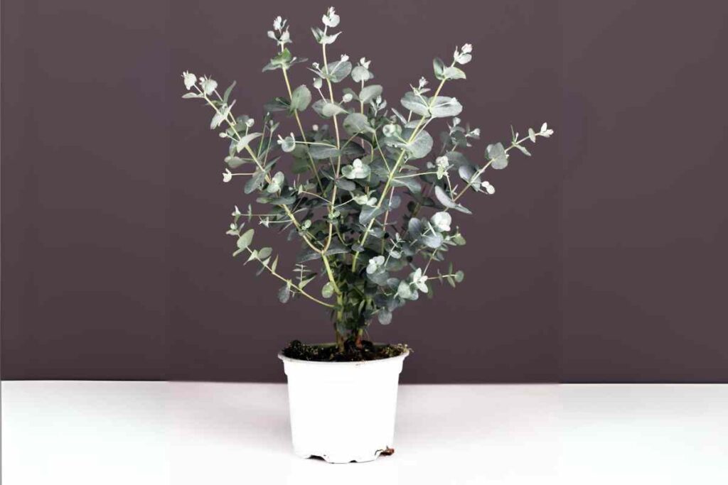 Growing Potted Eucalyptus