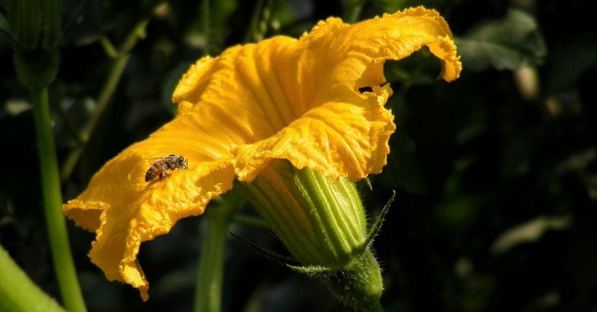 Hand Pollinate Squash Flower Easily