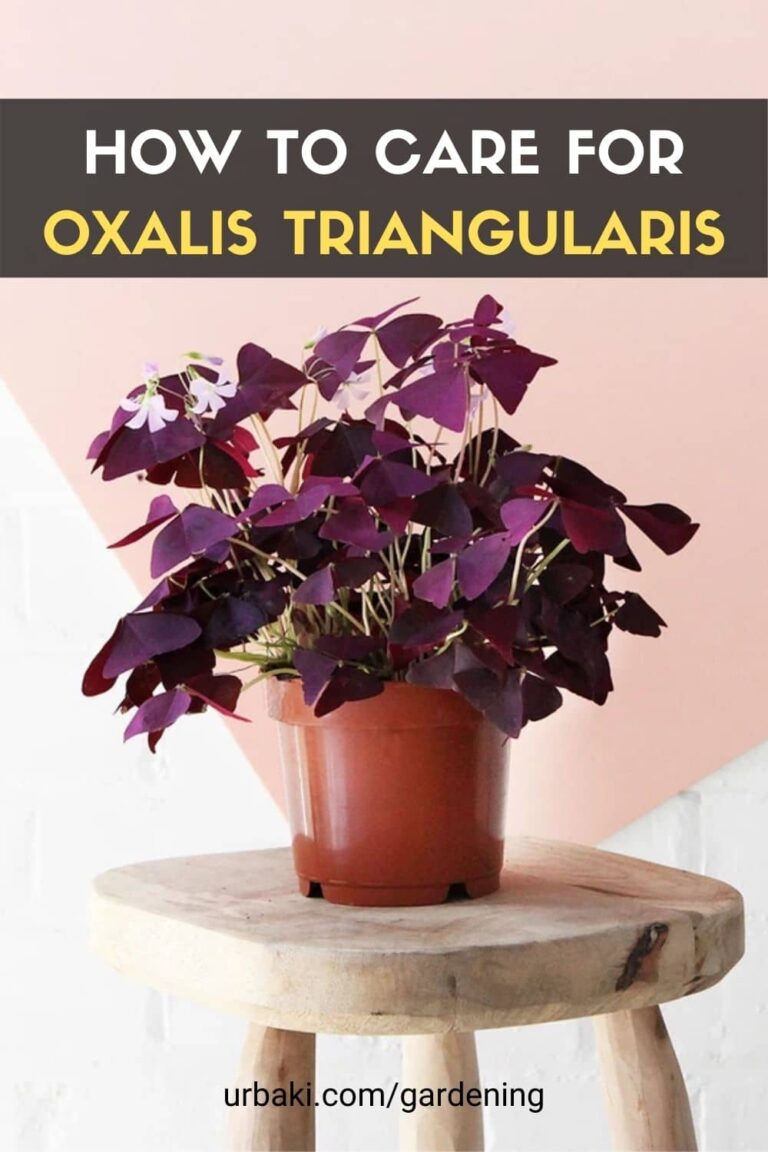 How To Care For Oxalis Triangularis