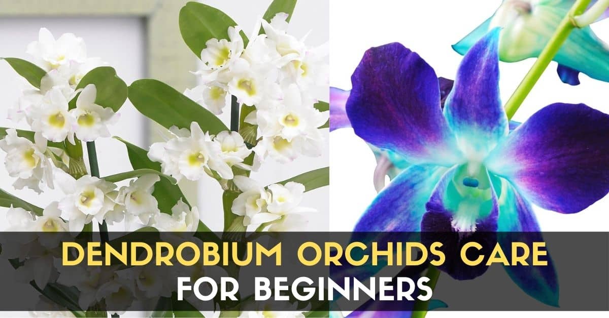 Dendrobium Orchids Care for Beginners