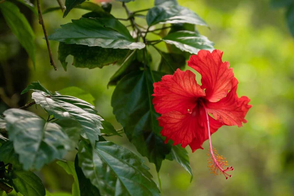 How to Grow and Care for Tropical Hibiscus