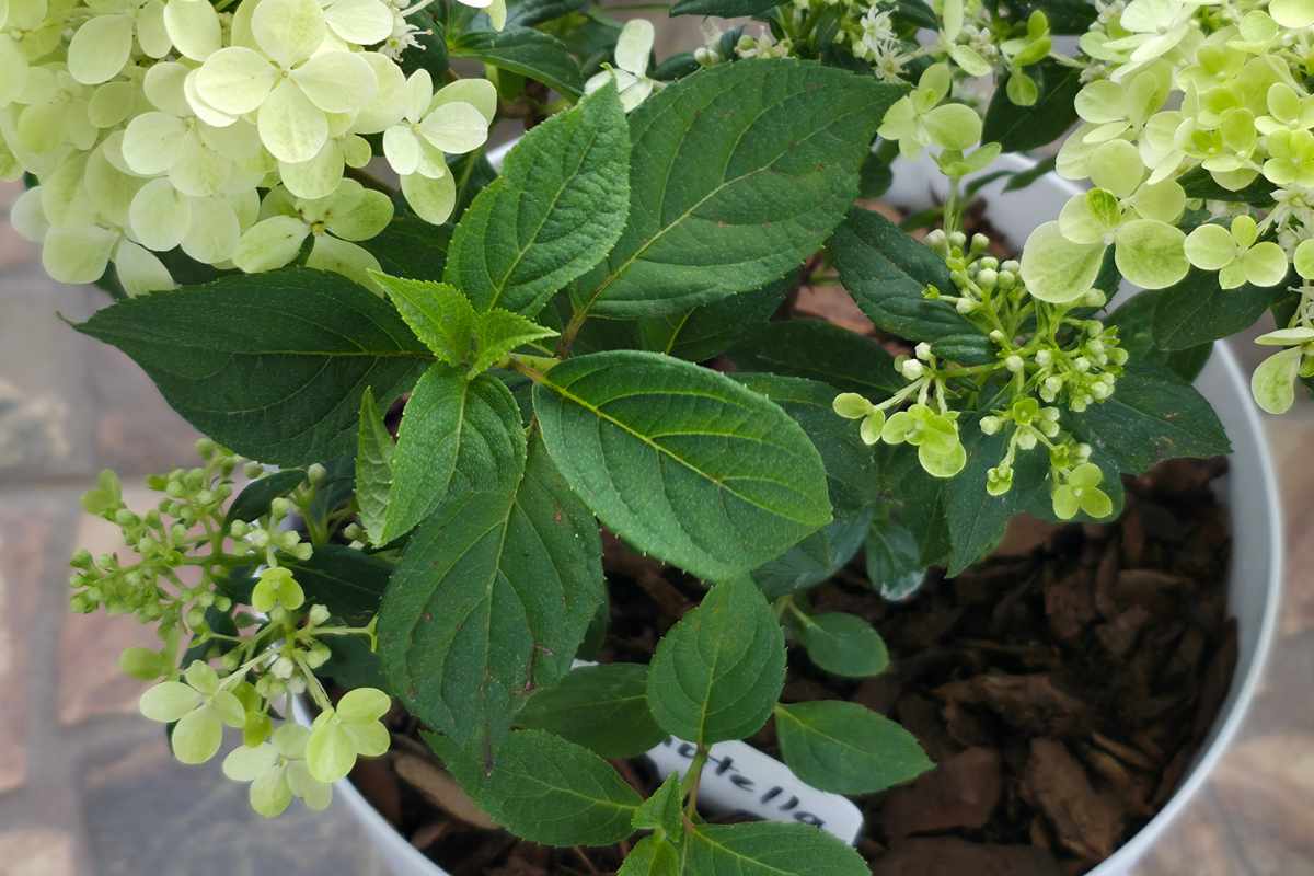 Get More Blooms From Your Hydrangea