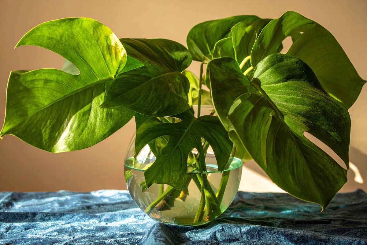 2 EASY Ways Propagate MONSTERA DELICIOSA