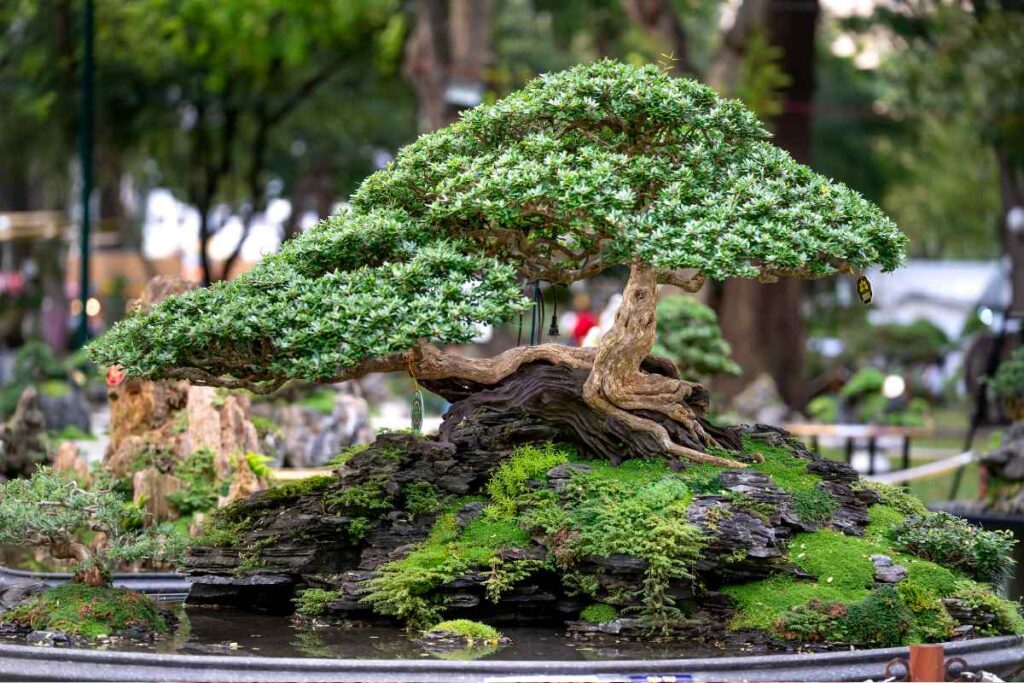 Bonsai Technique - Root Over Rock