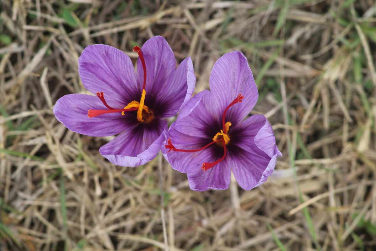AMAZING You Can Grow Your Own Saffron!