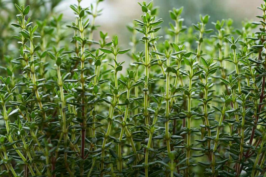 Propagate your Thyme Successfully