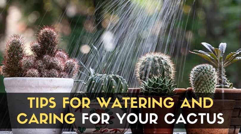 Tips for Watering and Caring for Your Cactus