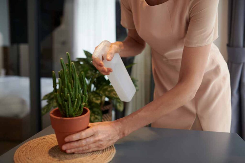 Tips for Watering and Caring for Your Cactus