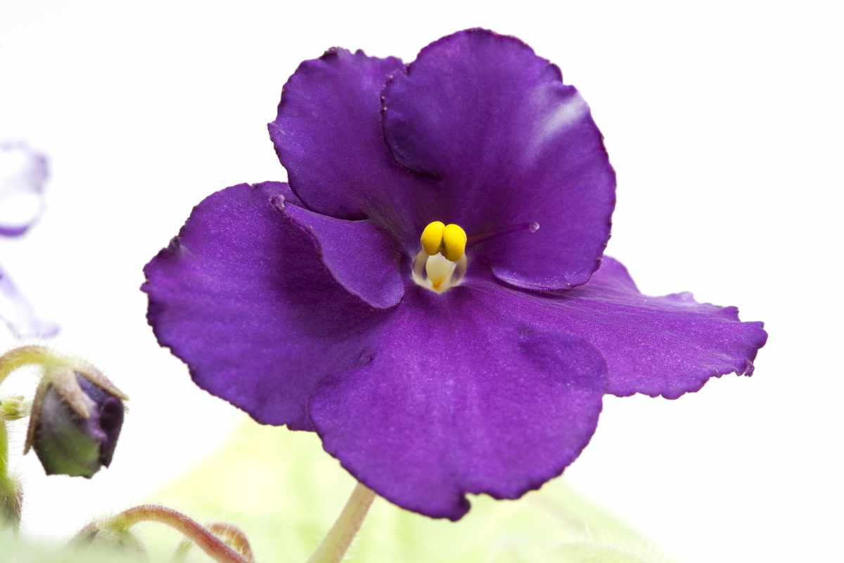 African Violet: The Best Tips for its Care