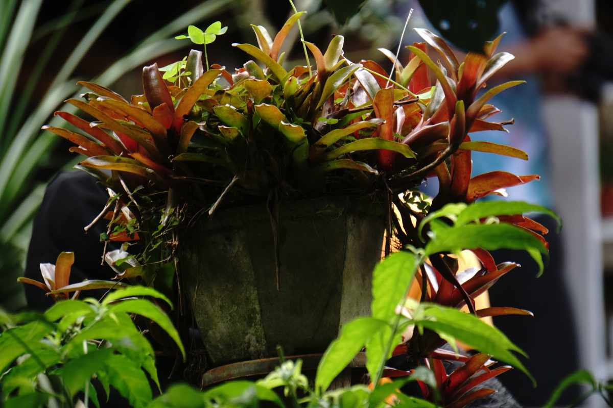 How to Care For and Propagate a Bromeliad