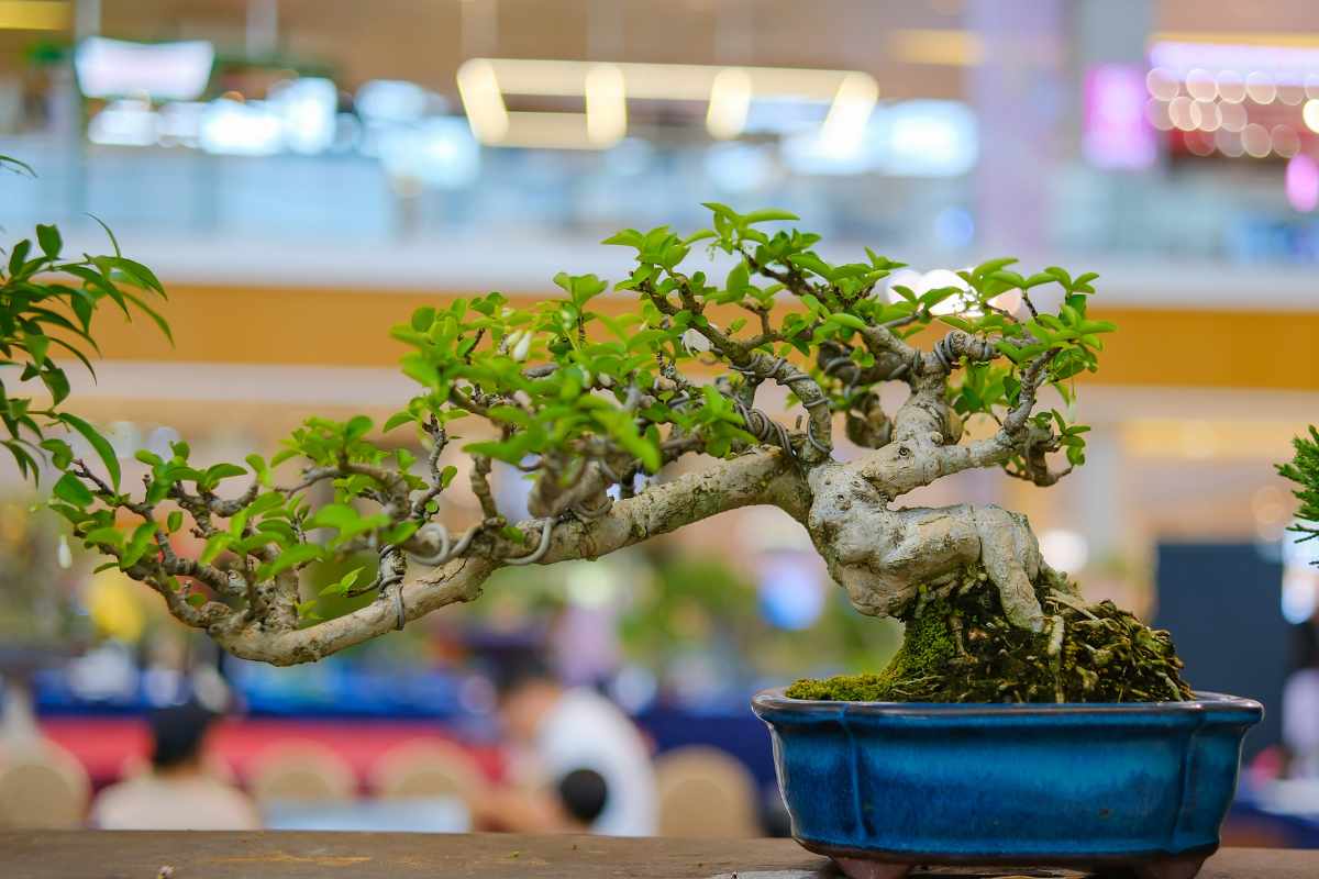 How to Create a Cascade Bonsai Tree (Kengai Style)