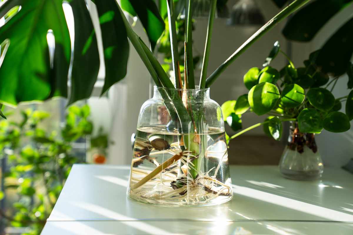 2 EASY Ways Propagate MONSTERA DELICIOSA