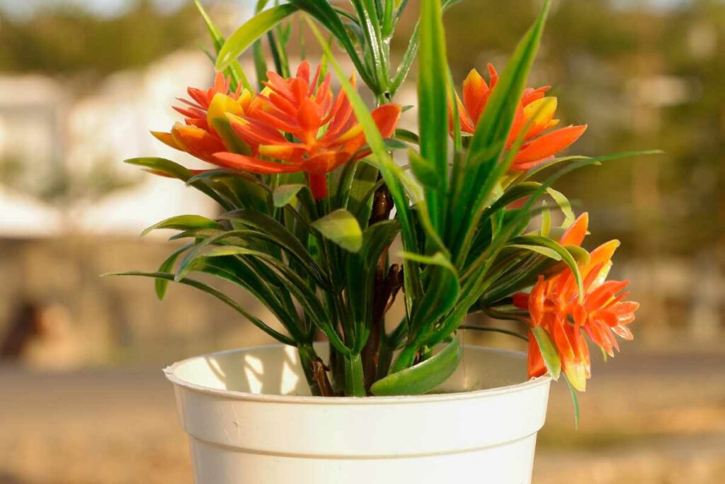 How to Care For and Propagate a Bromeliad