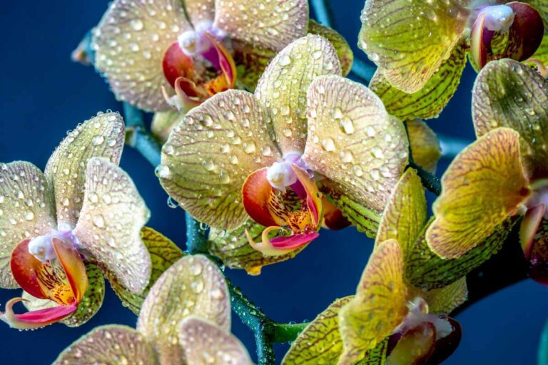 Dendrobium Orchids Care for Beginners