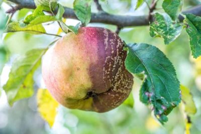 4 Common Apple Tree Diseases