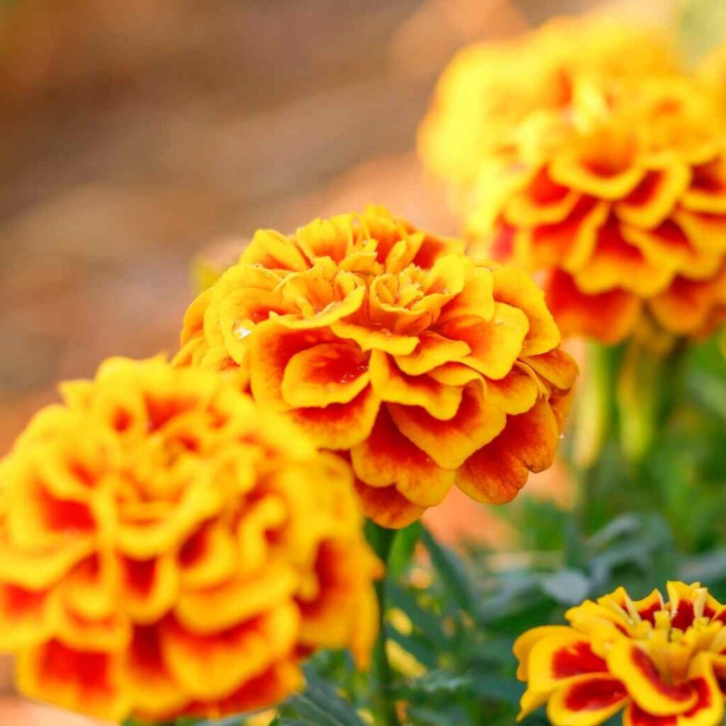9 Best Flowers for the Vegetable Garden