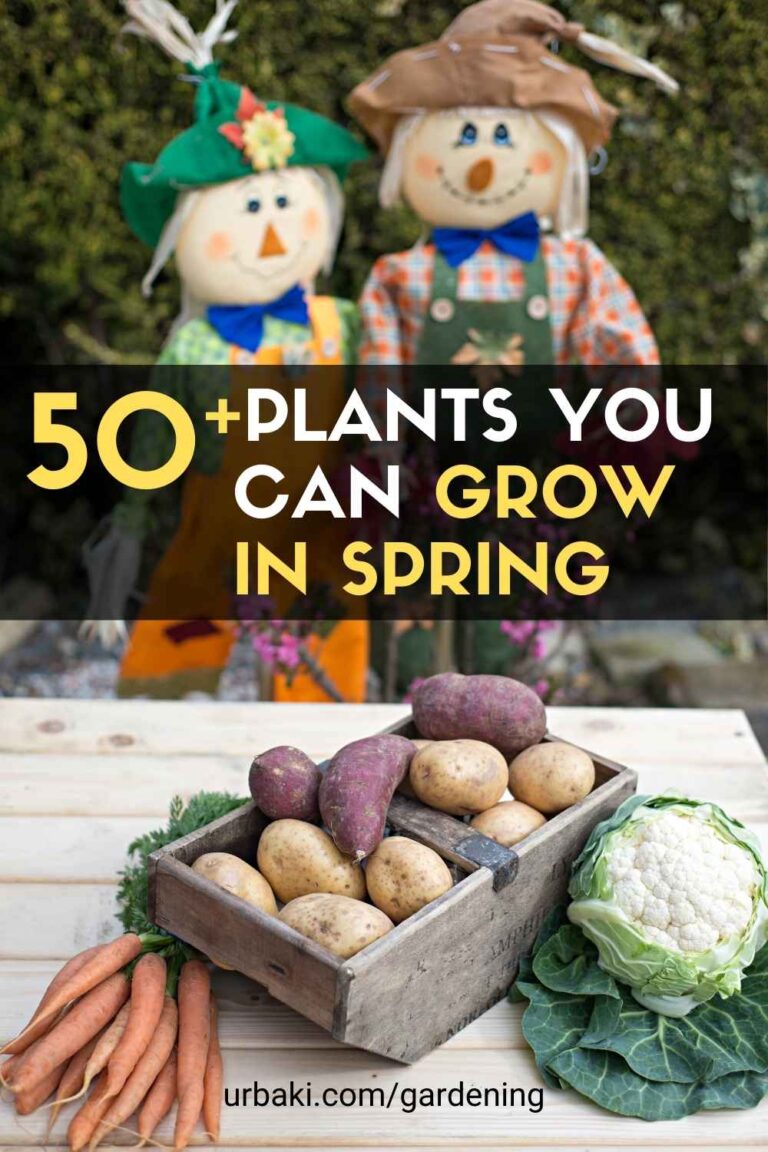 50+ Plants You Can Grow in Spring