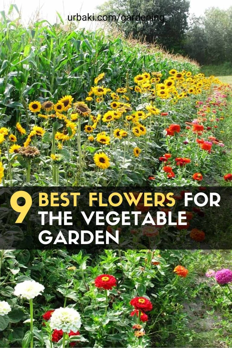 9 Best Flowers for the Vegetable Garden