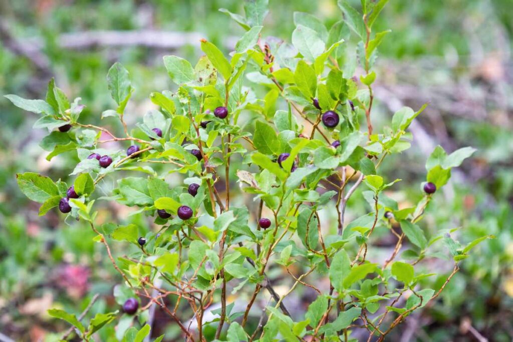 How to Grow and Care for Black Huckleberries