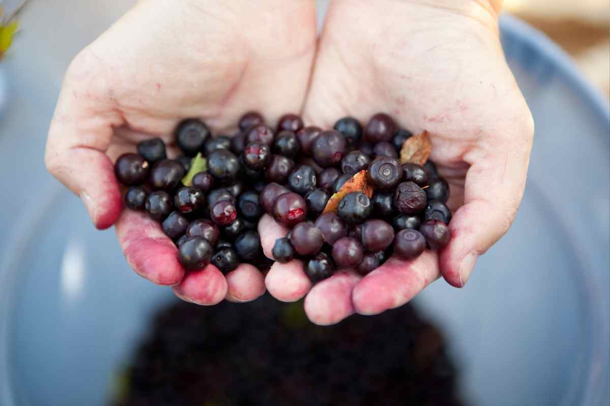 How to Grow and Care for Black Huckleberries