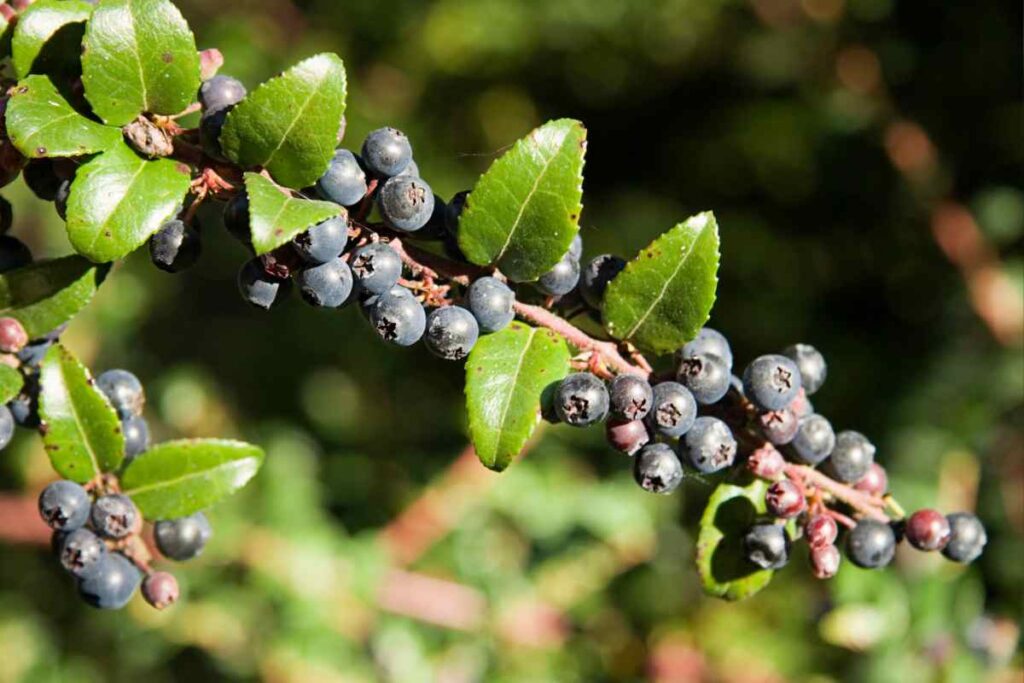 How to Grow and Care for Black Huckleberries