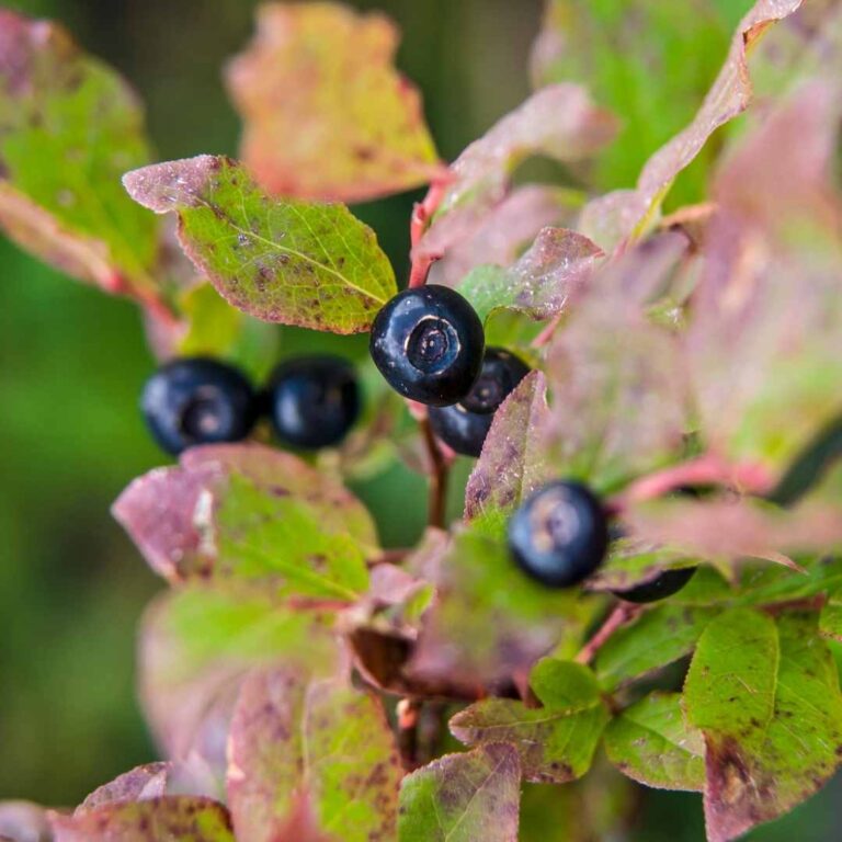 How to Grow and Care for Black Huckleberries