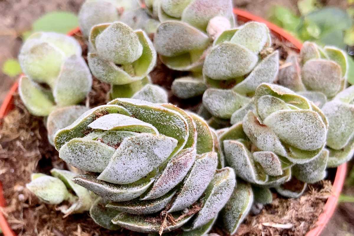 How To Care For CRASSULA BABY NECKLACE