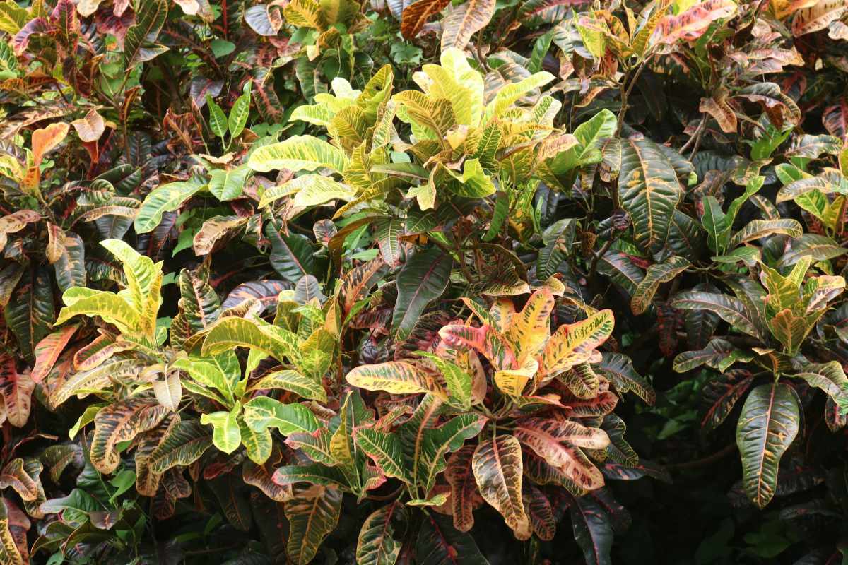 CROTON Care Tips & Tricks