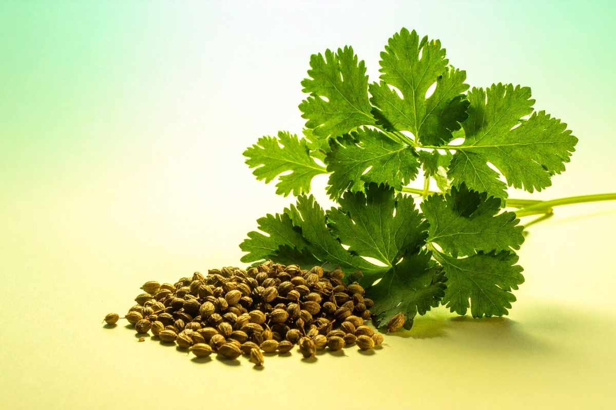 Learn How to Grow Cilantro Indoors
