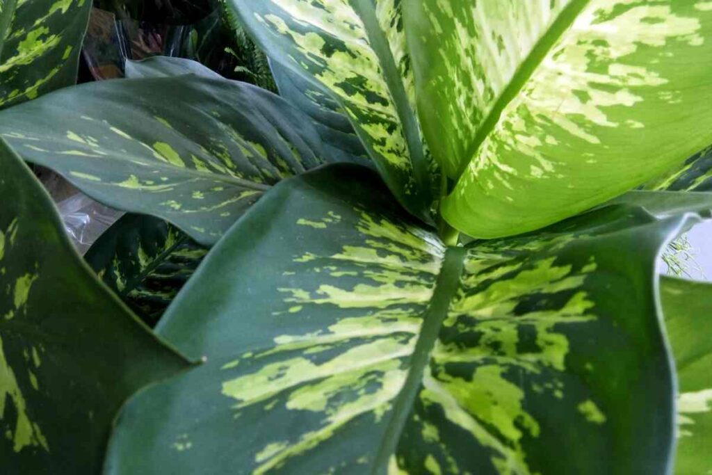 Everything You Need To Know About The Dieffenbachia Plant
