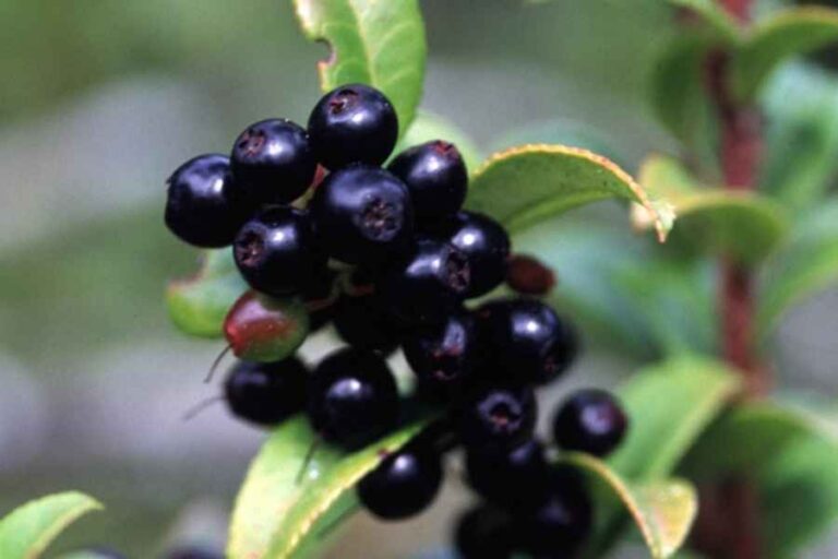 How to Grow and Care for Black Huckleberries