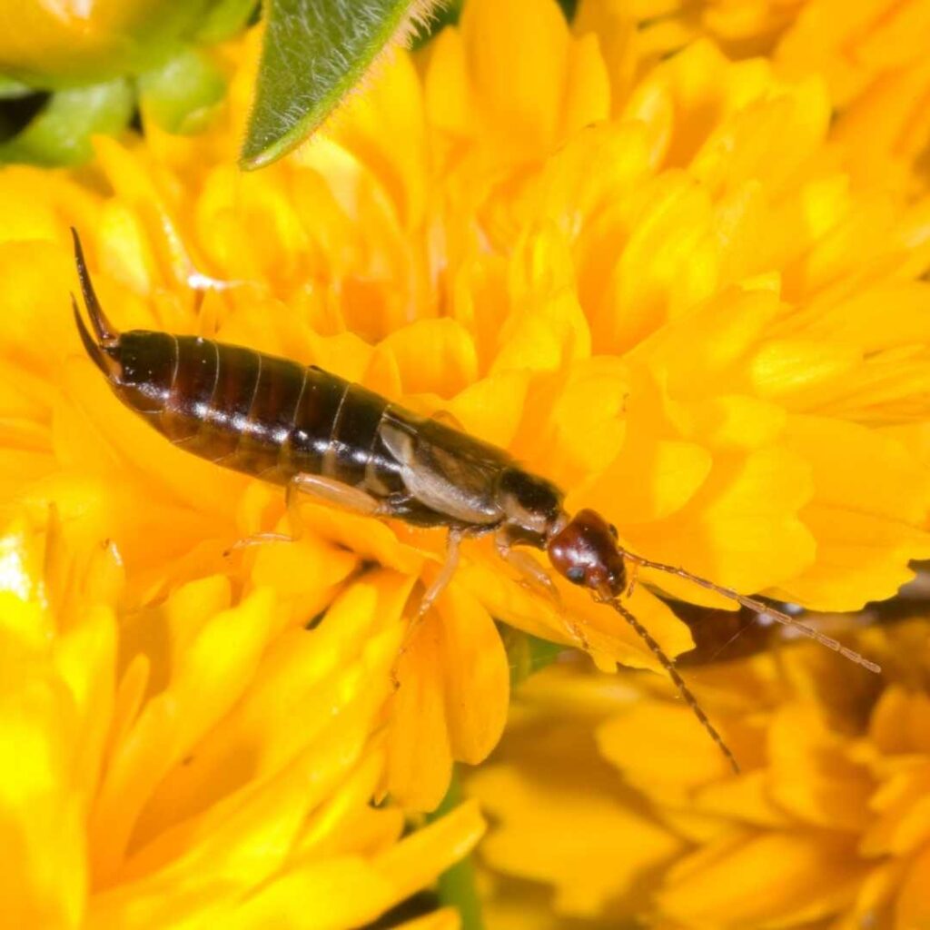How to Rid Your Garden of Earwigs