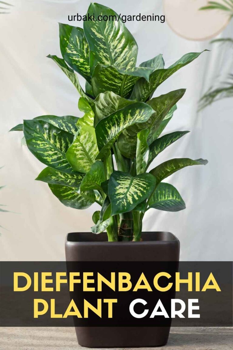 Everything You Need to Know About The Dieffenbachia Plant