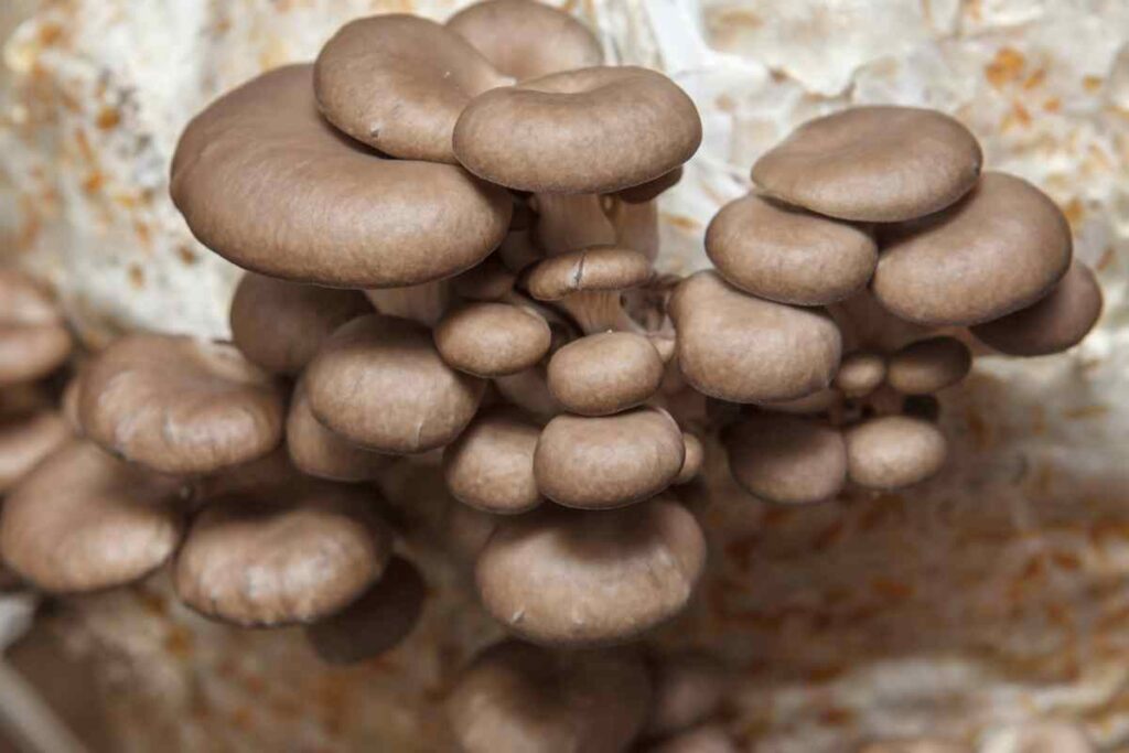 The Easiest Way to Grow Oyster Mushrooms