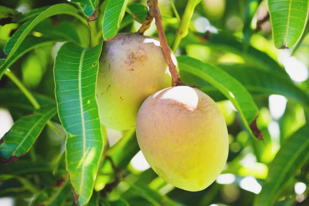 Guide to Growing Mango Tree from Seed