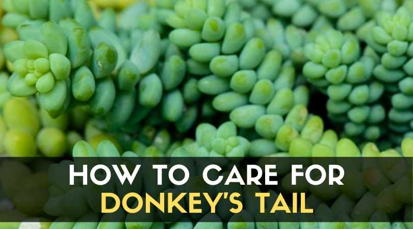 How to care for Donkey's Tail
