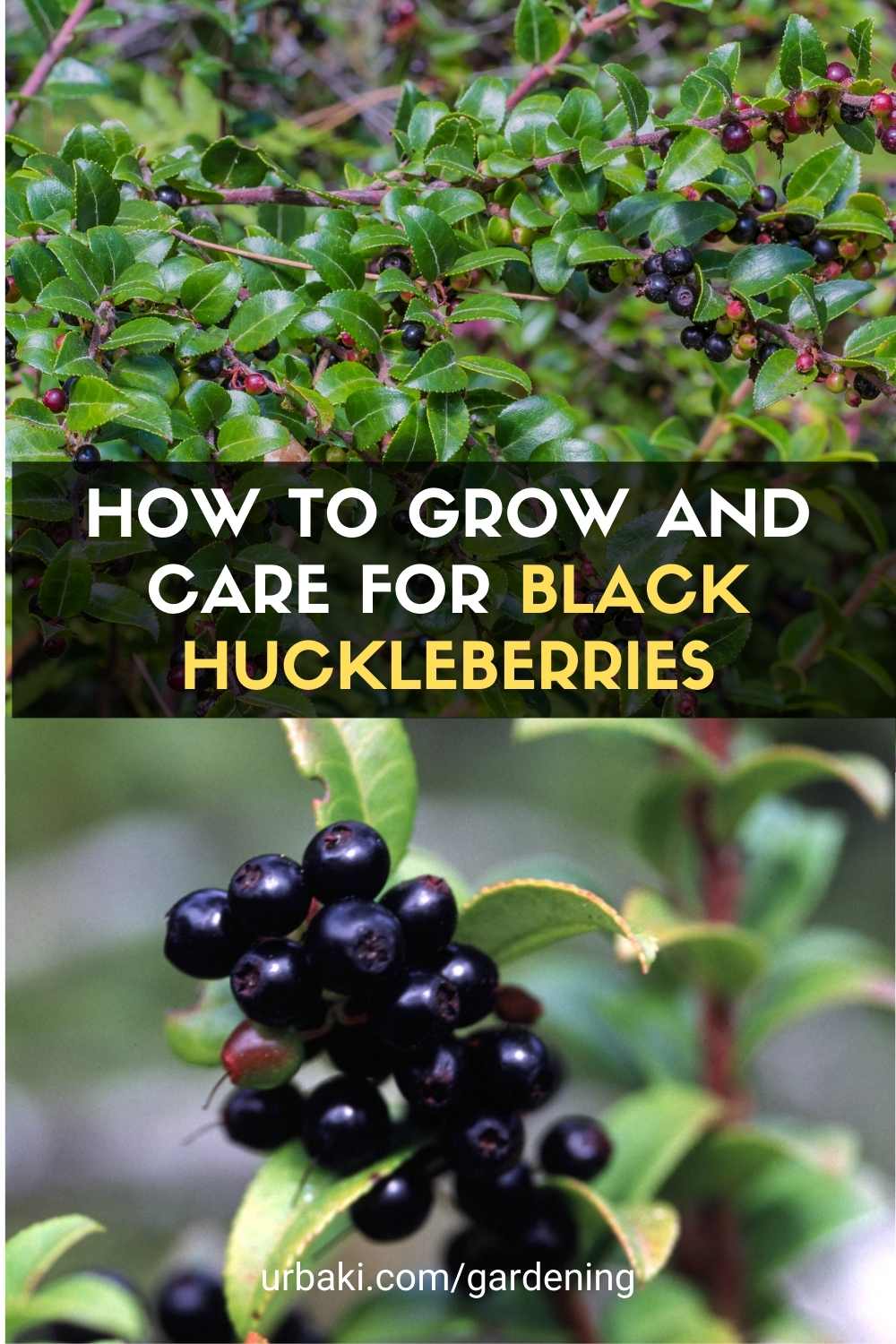 How to Grow and Care for Black Huckleberries