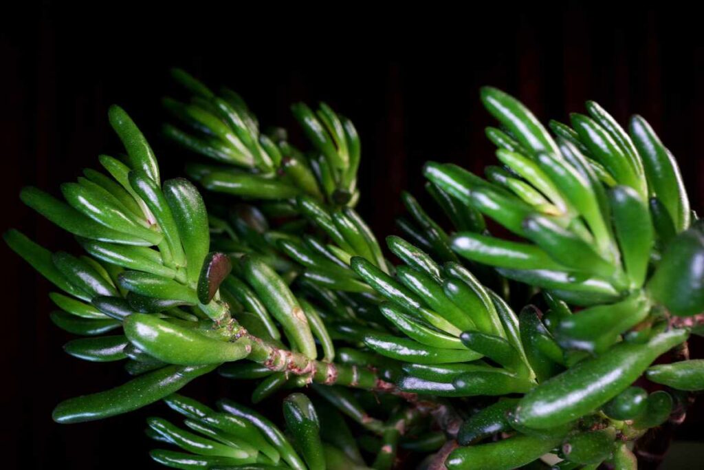 How to Take Care of Gollum Jade Succulent