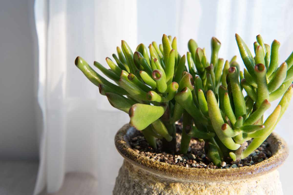 How to Take Care of Gollum Jade Succulent