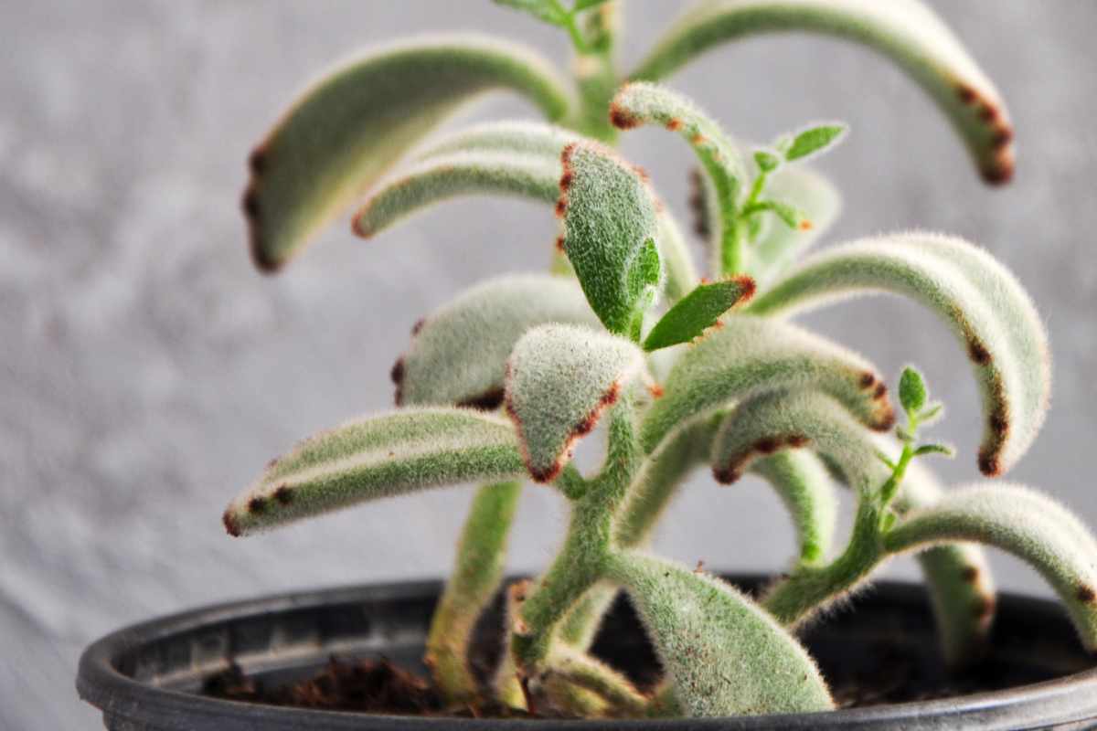 Kalanchoe Tomentosa "Panda Plant" is so Great for Beginners!