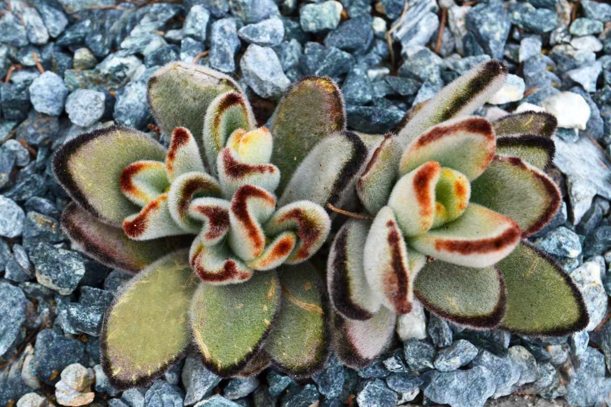 Kalanchoe Tomentosa "Panda Plant" is so Great for Beginners!