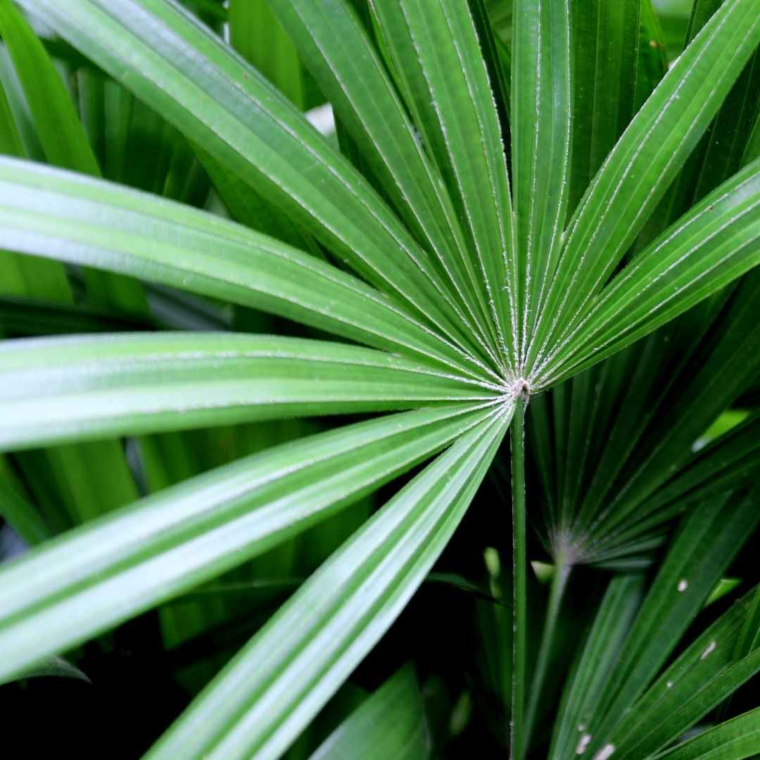 Lady Palm: Indoor Plant Care & Growing Guide