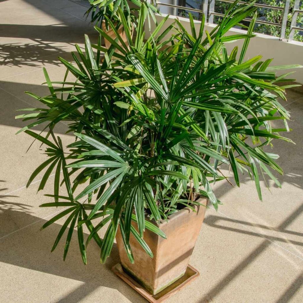 Lady Palm: Indoor Plant Care & Growing Guide