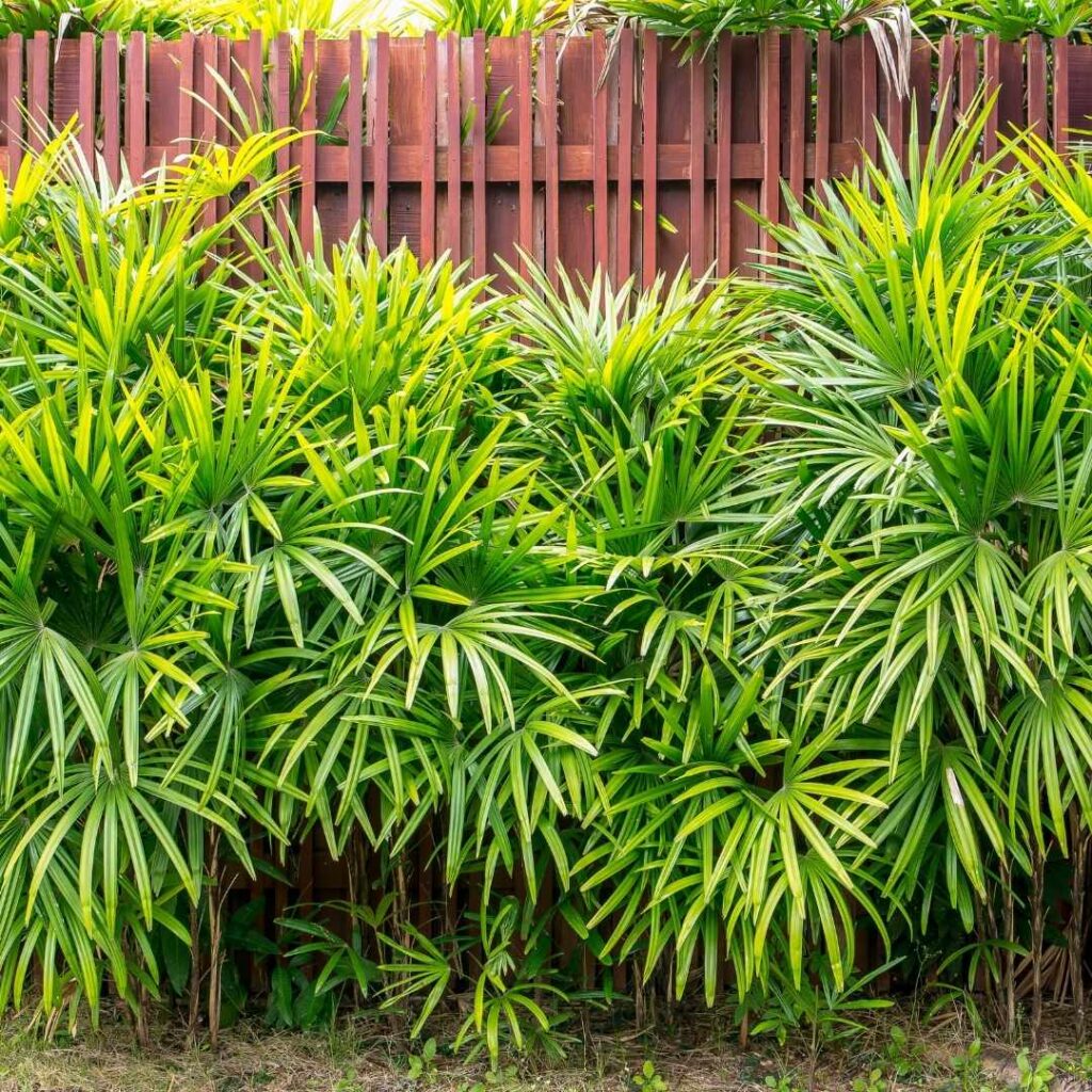Lady Palm: Indoor Plant Care & Growing Guide