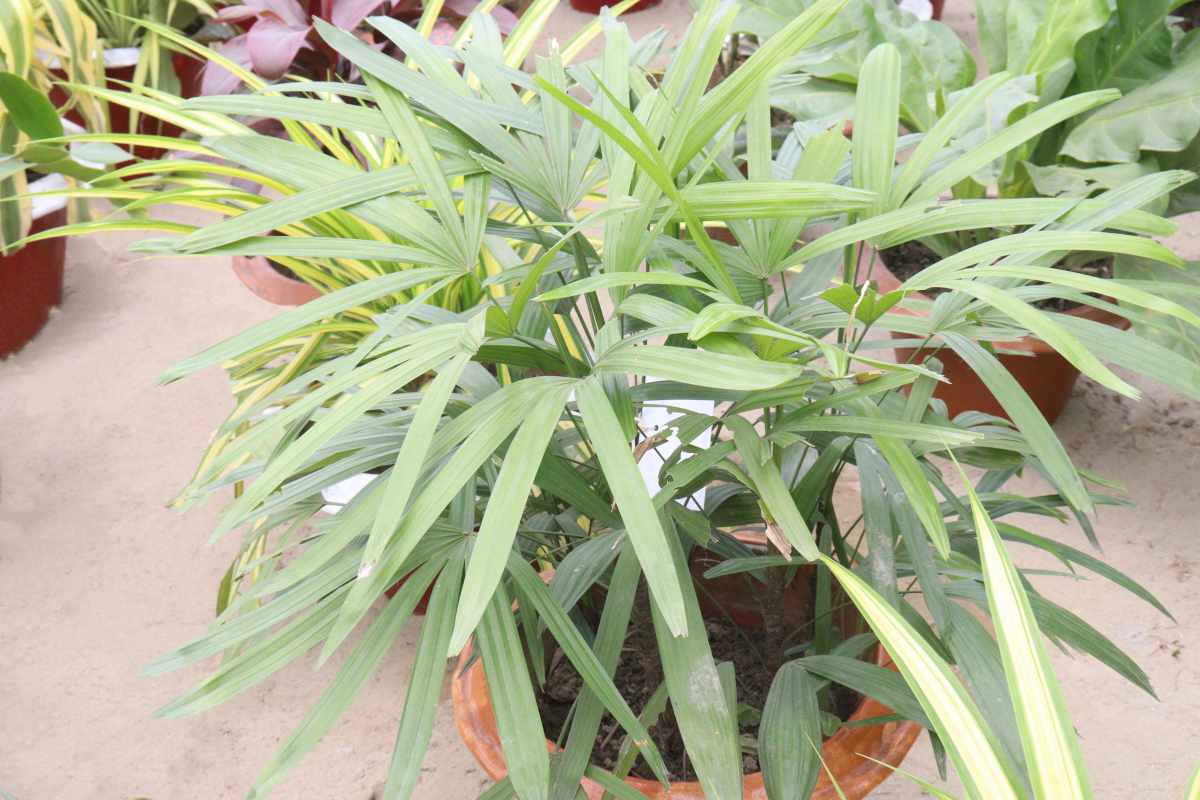 Lady Palm: Indoor Plant Care & Growing Guide