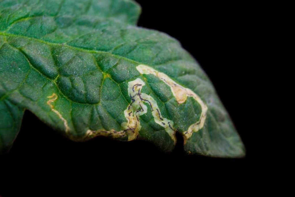 How to Control Leaf Miner - 4 Easy Ways