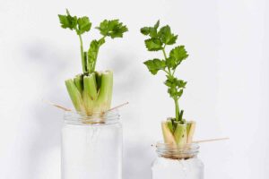Grow Your Own Celery Right From A Celery Stalk!